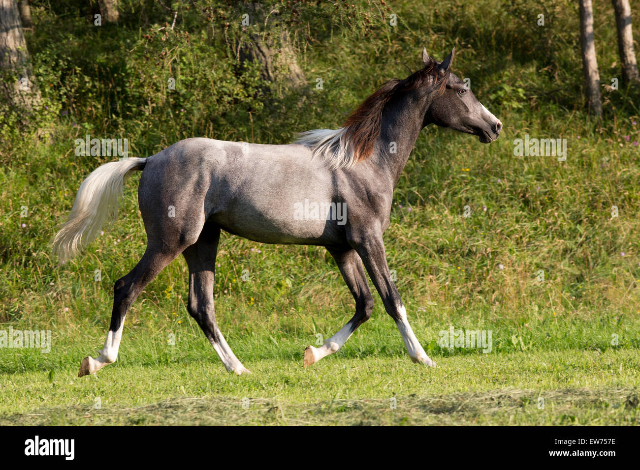 Pinto mare foal hi-res stock photography and images - Alamy