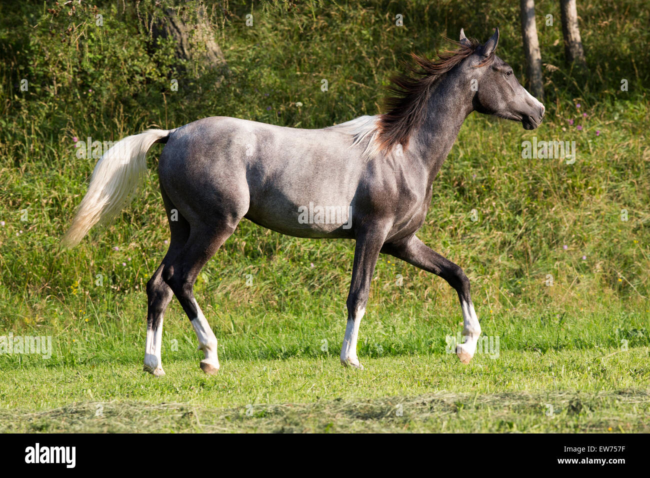 Pinto filly hi-res stock photography and images - Alamy