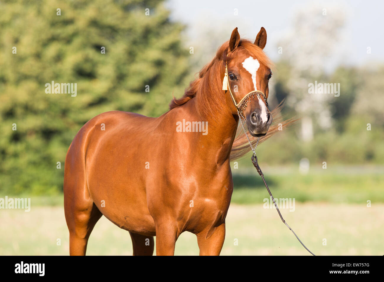 Arabian chestnut hi-res stock photography and images - Alamy