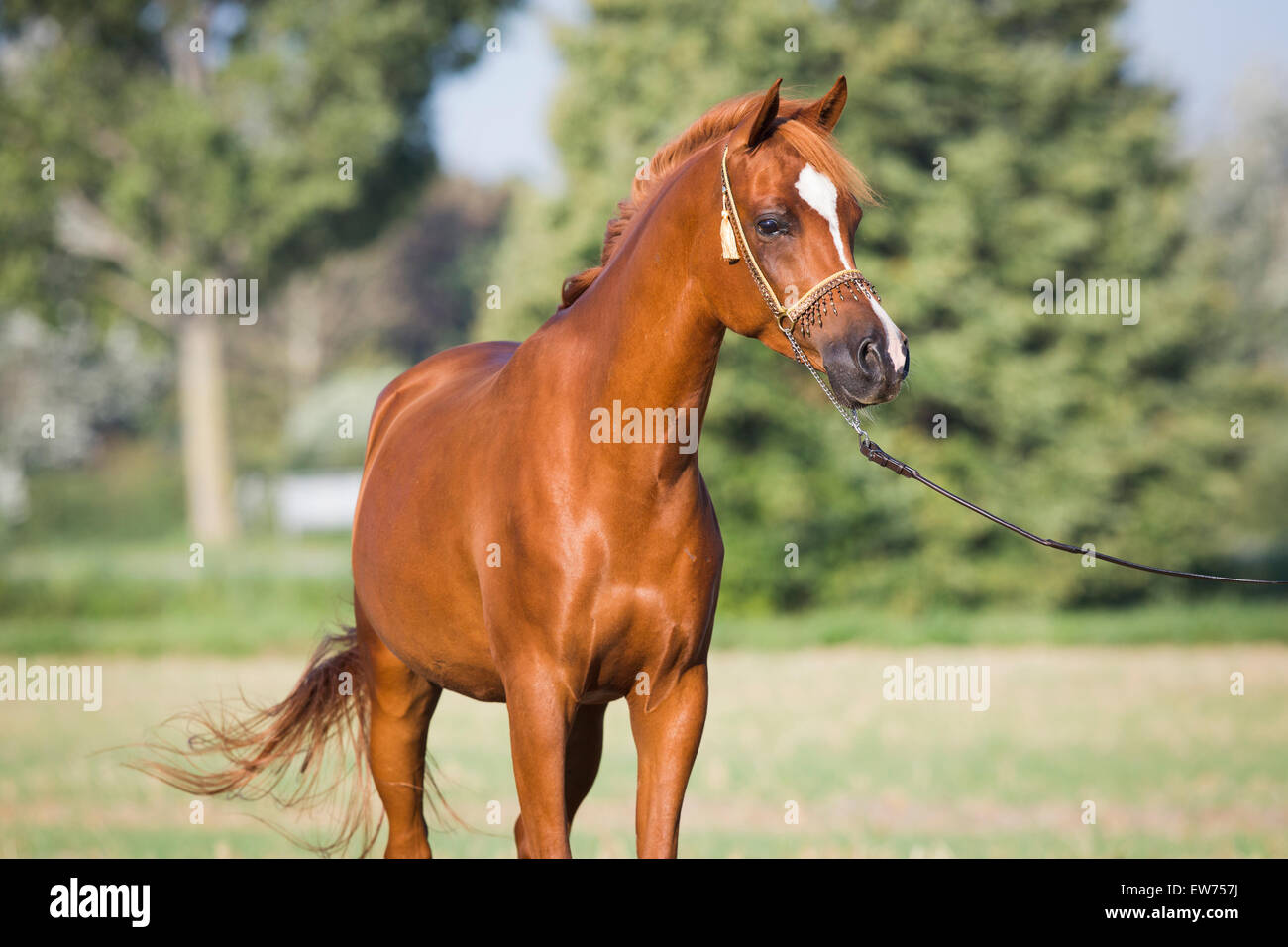 Arabian chestnut hi-res stock photography and images - Alamy