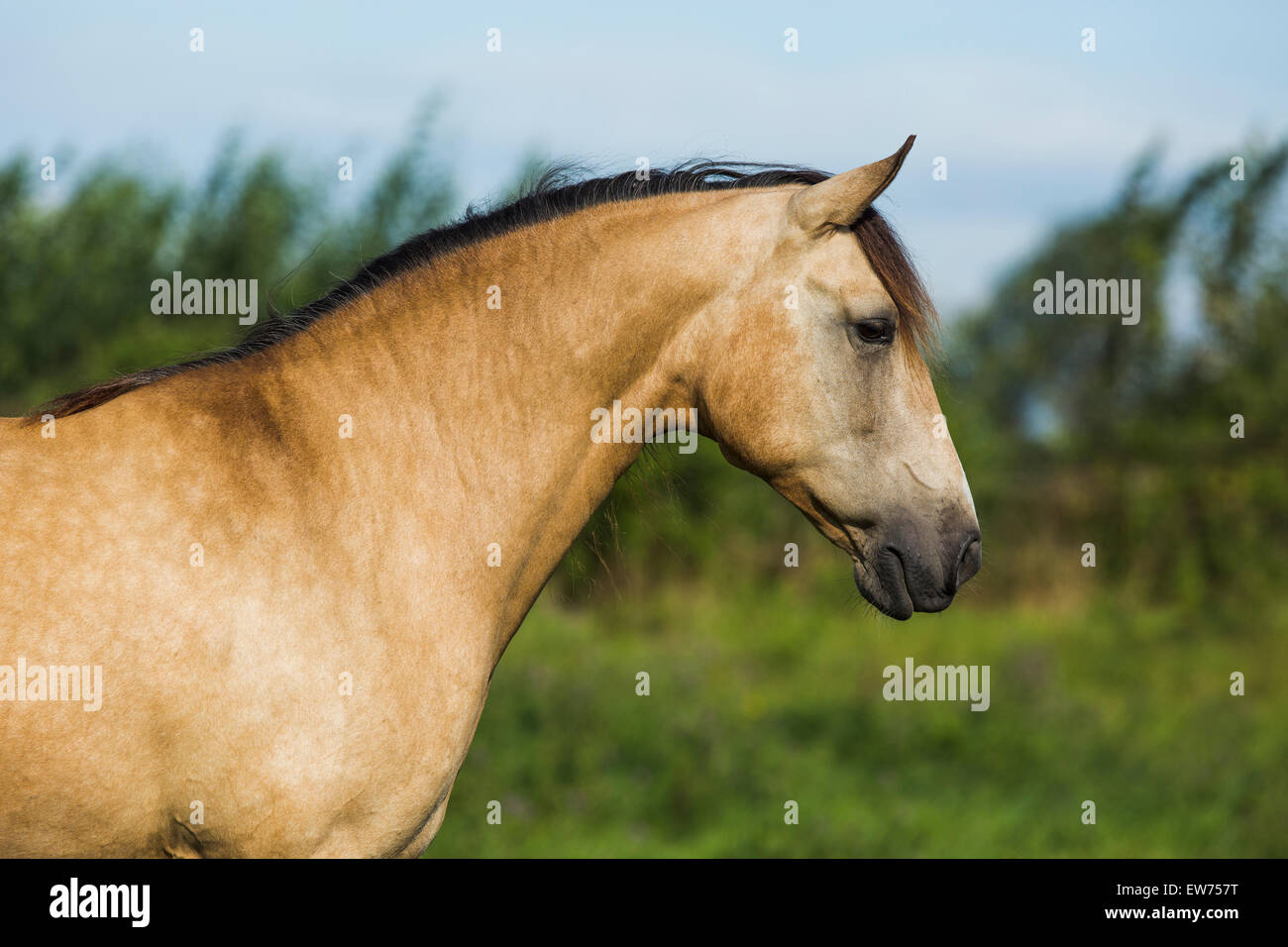 Lusitano horse hi-res stock photography and images - Alamy