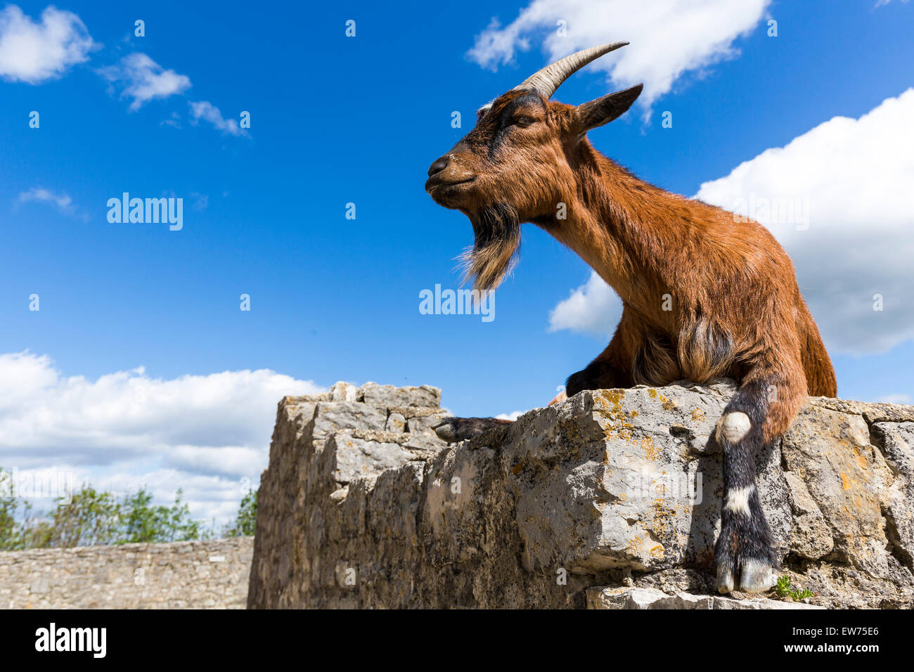Goat castle hi-res stock photography and images - Alamy
