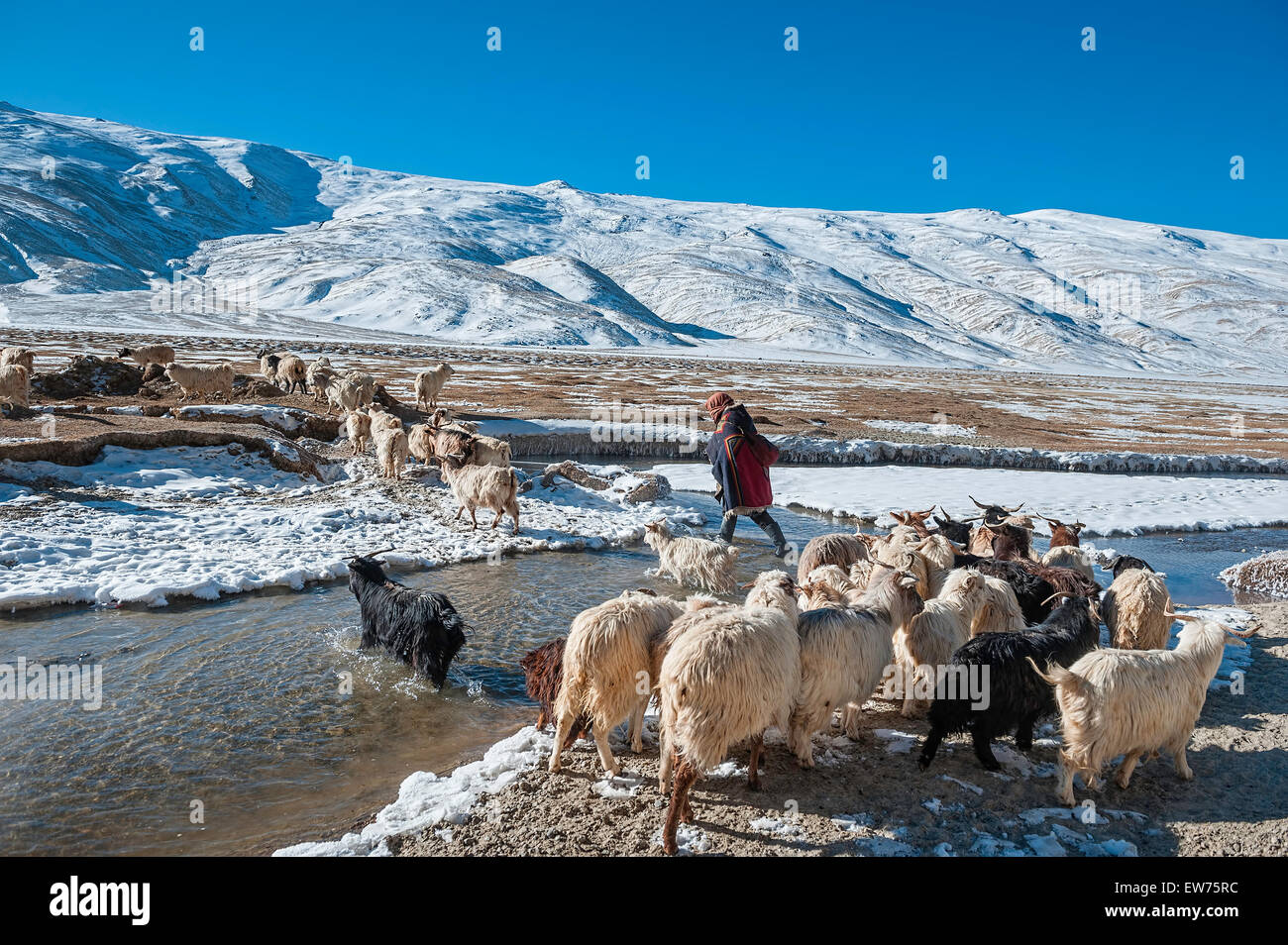 Changpa goats hi-res stock photography and images - Alamy