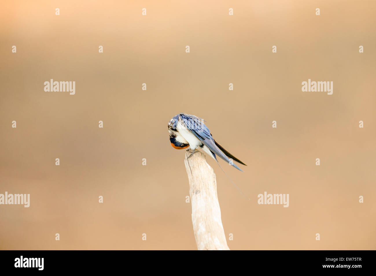 Wire-tailed Swift Kruger National Park South Africa Stock Photo - Alamy