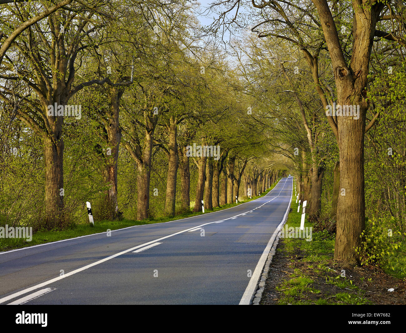 Tree-lined road on Rügen island, Germany Stock Photo - Alamy