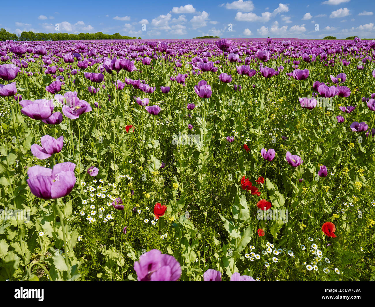 Opium hi-res stock photography and images - Alamy