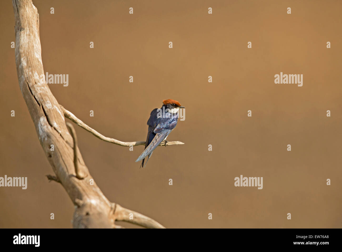 Wire-tailed Swift Kruger National Park South Africa Stock Photo - Alamy
