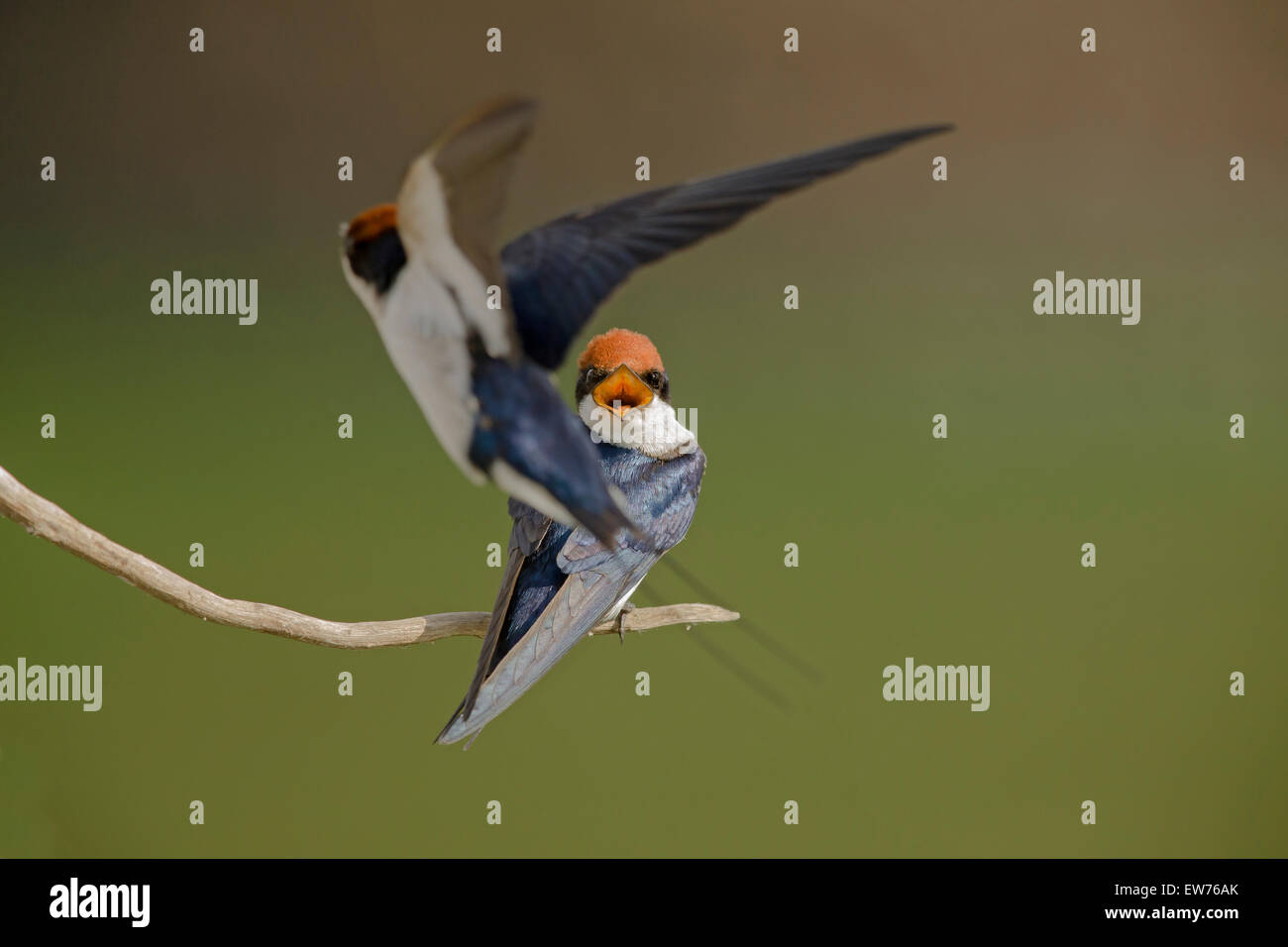 Wire-tailed Swift Kruger National Park South Africa Stock Photo - Alamy