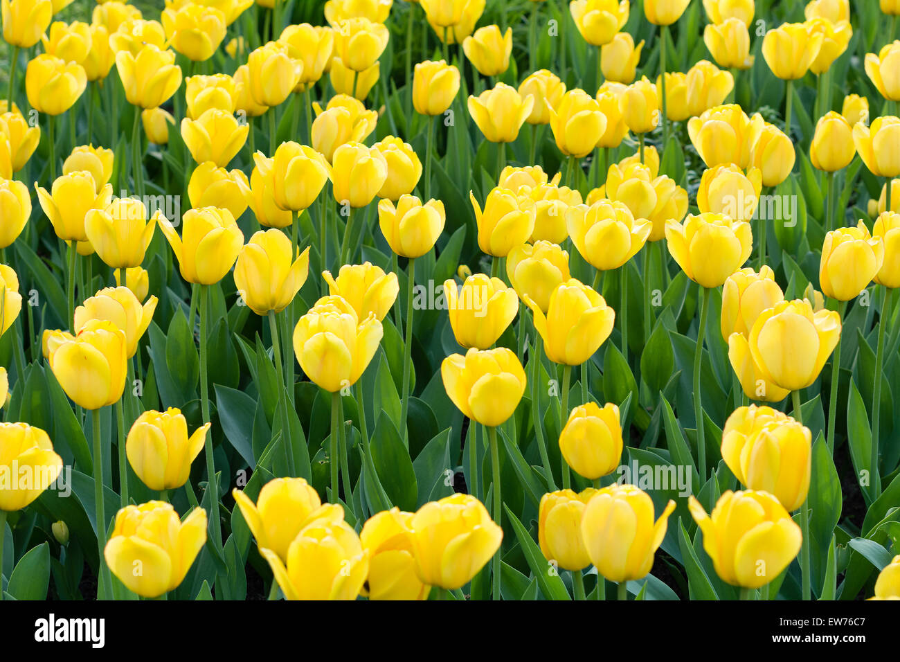 Yellow tulips in meadow: nature background Stock Photo - Alamy