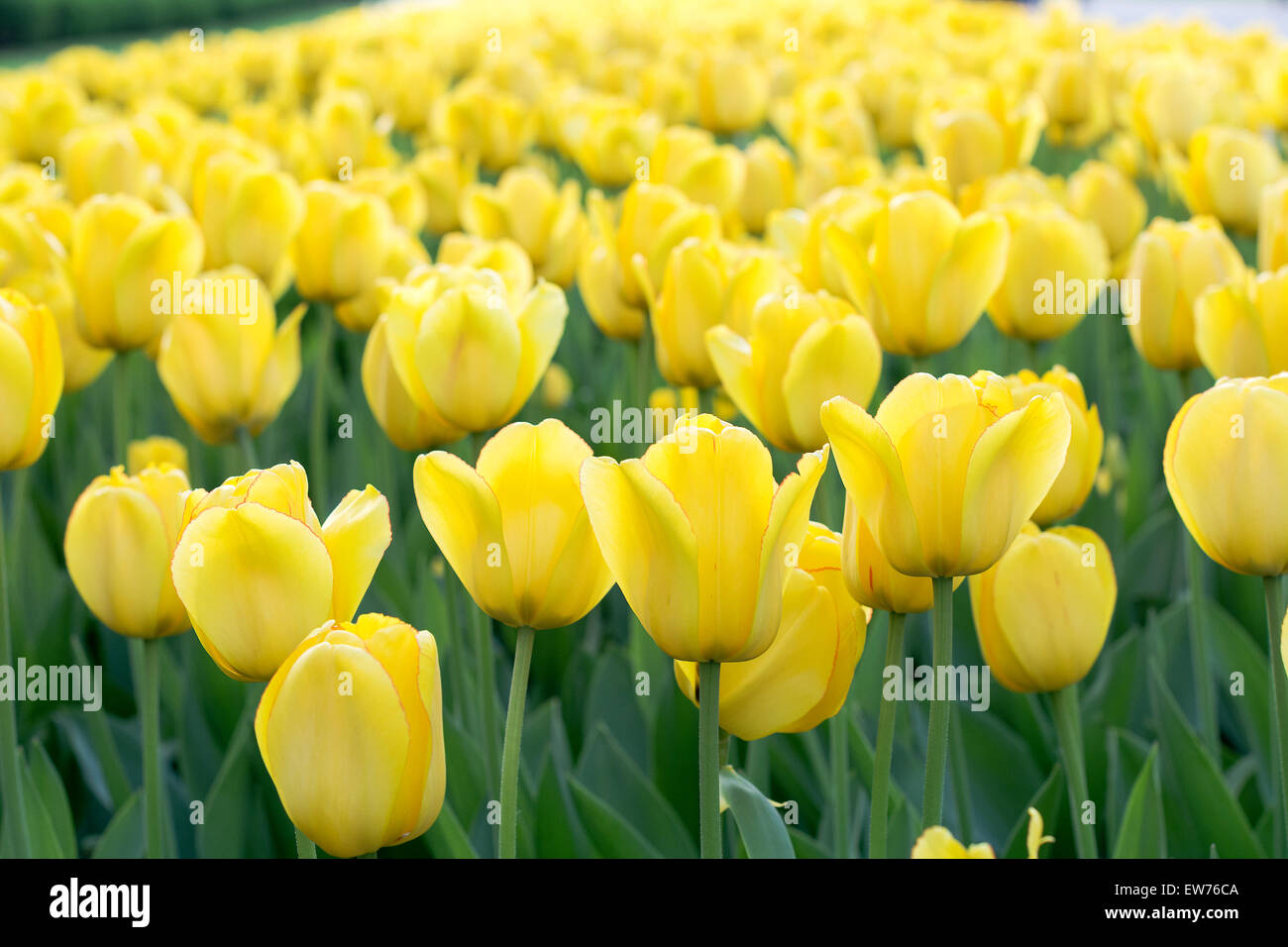 Yellow tulips in meadow: nature background Stock Photo - Alamy