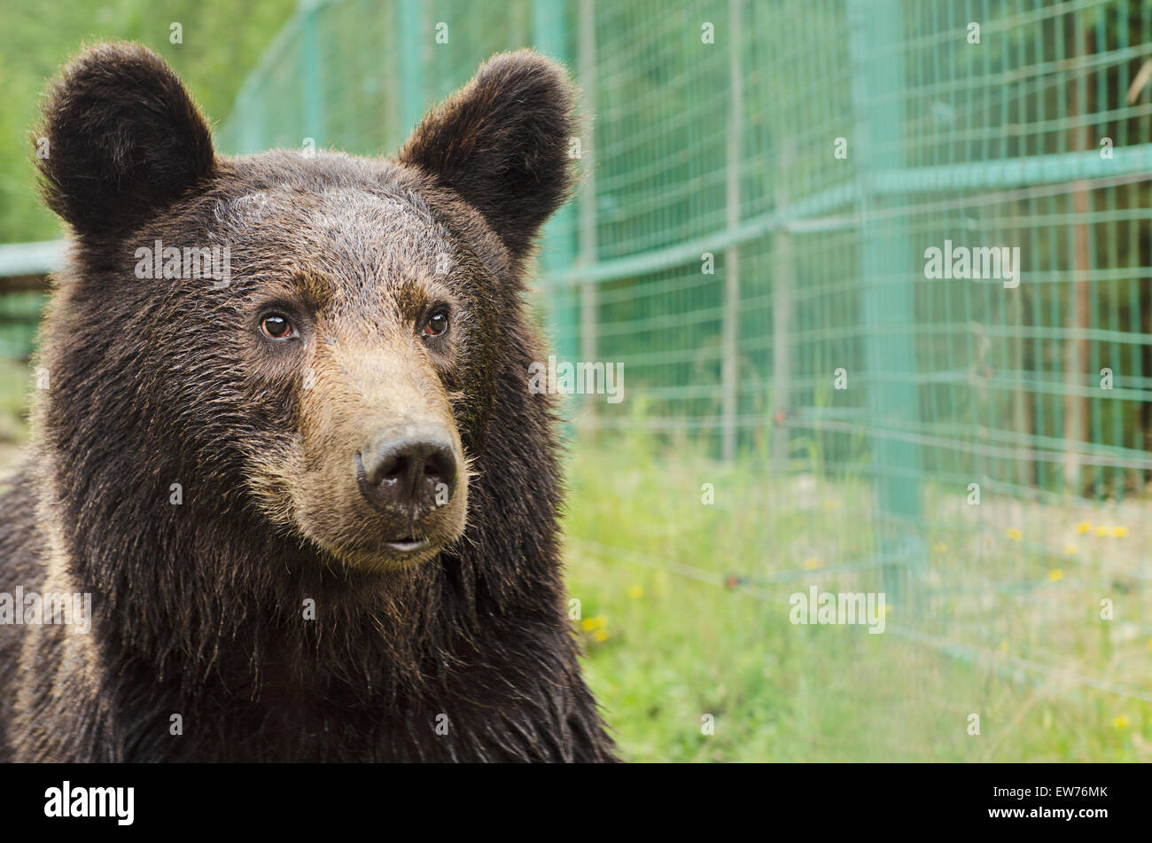 Portrait of bear in a Zoo Stock Photo - Alamy