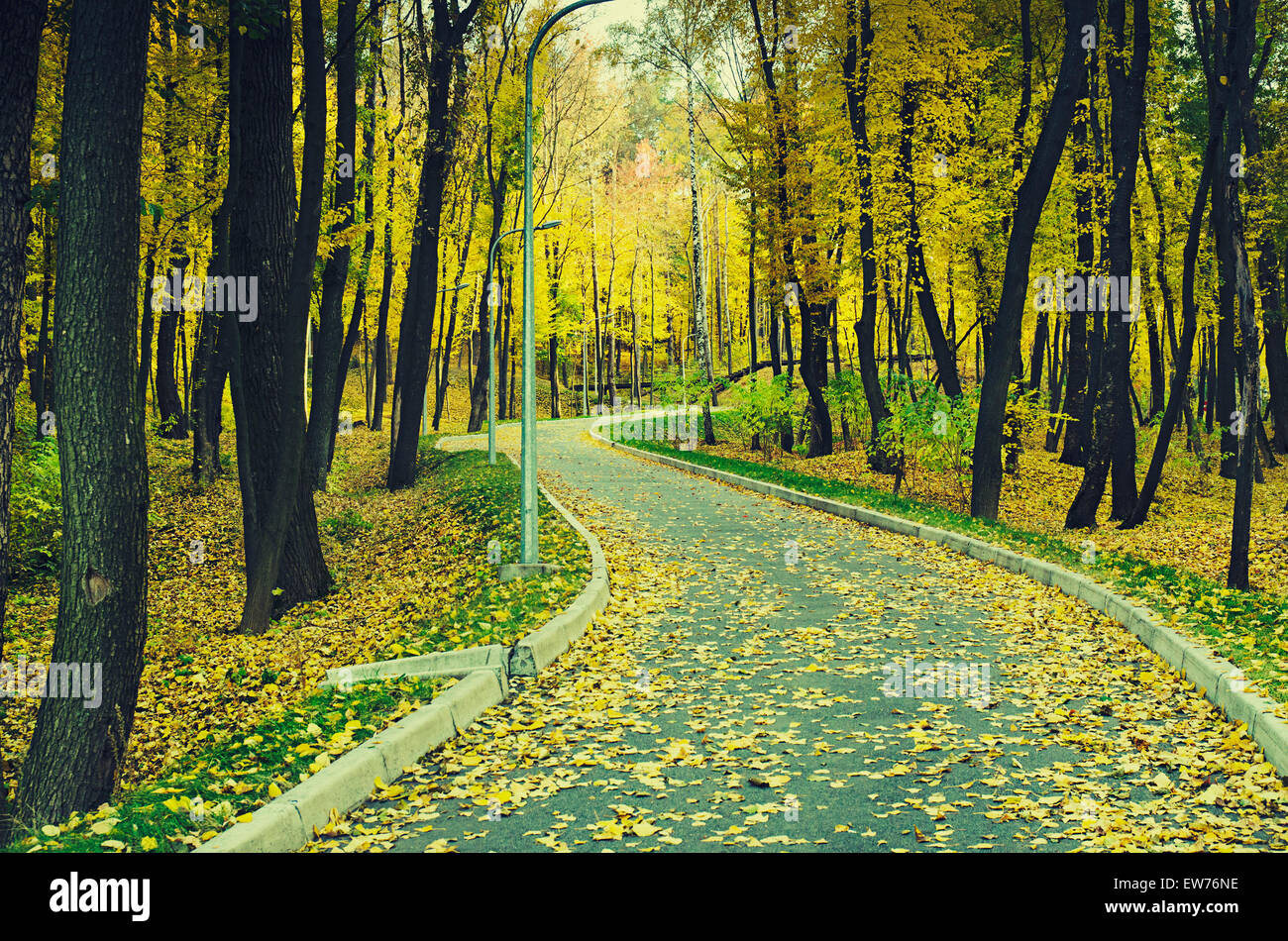 Autumn sunny park Stock Photo - Alamy