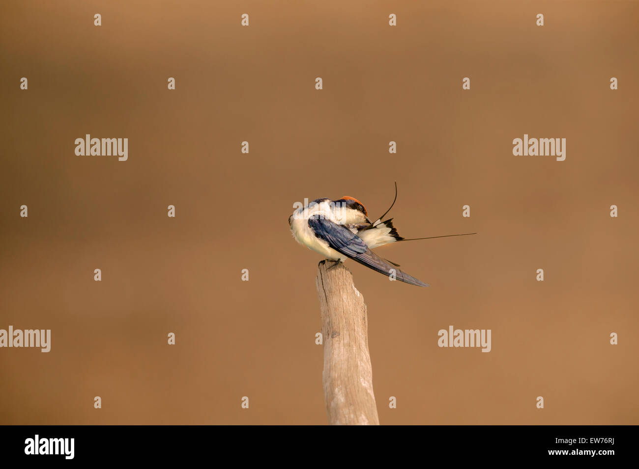 Wire-tailed Swift Kruger National Park South Africa Stock Photo - Alamy