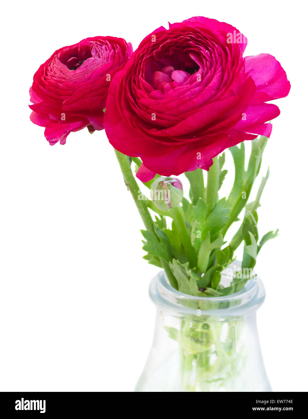 pink ranunculus flowers Stock Photo - Alamy