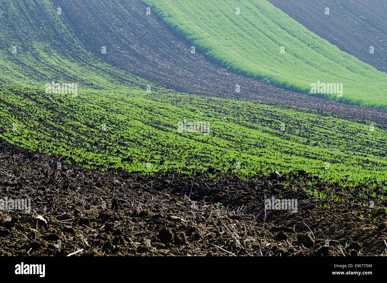 Young shoots of grass on spring ground Stock Photo - Alamy