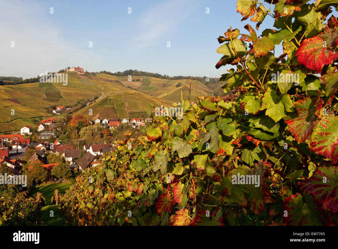 Durbach in autumn, Black Forest, Baden-Württemberg, Germany Stock Photo ...