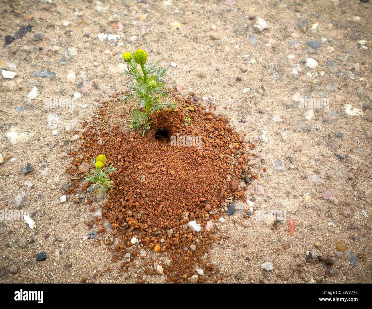 Entrance pit earthen bee andrena Stock Photo - Alamy
