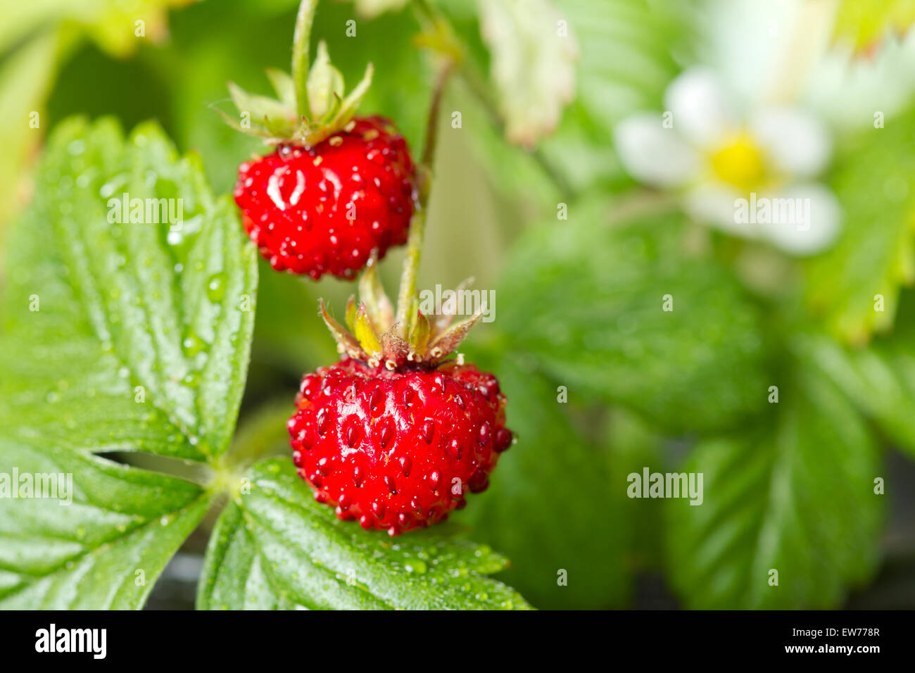 Strawberry bush hi-res stock photography and images - Alamy