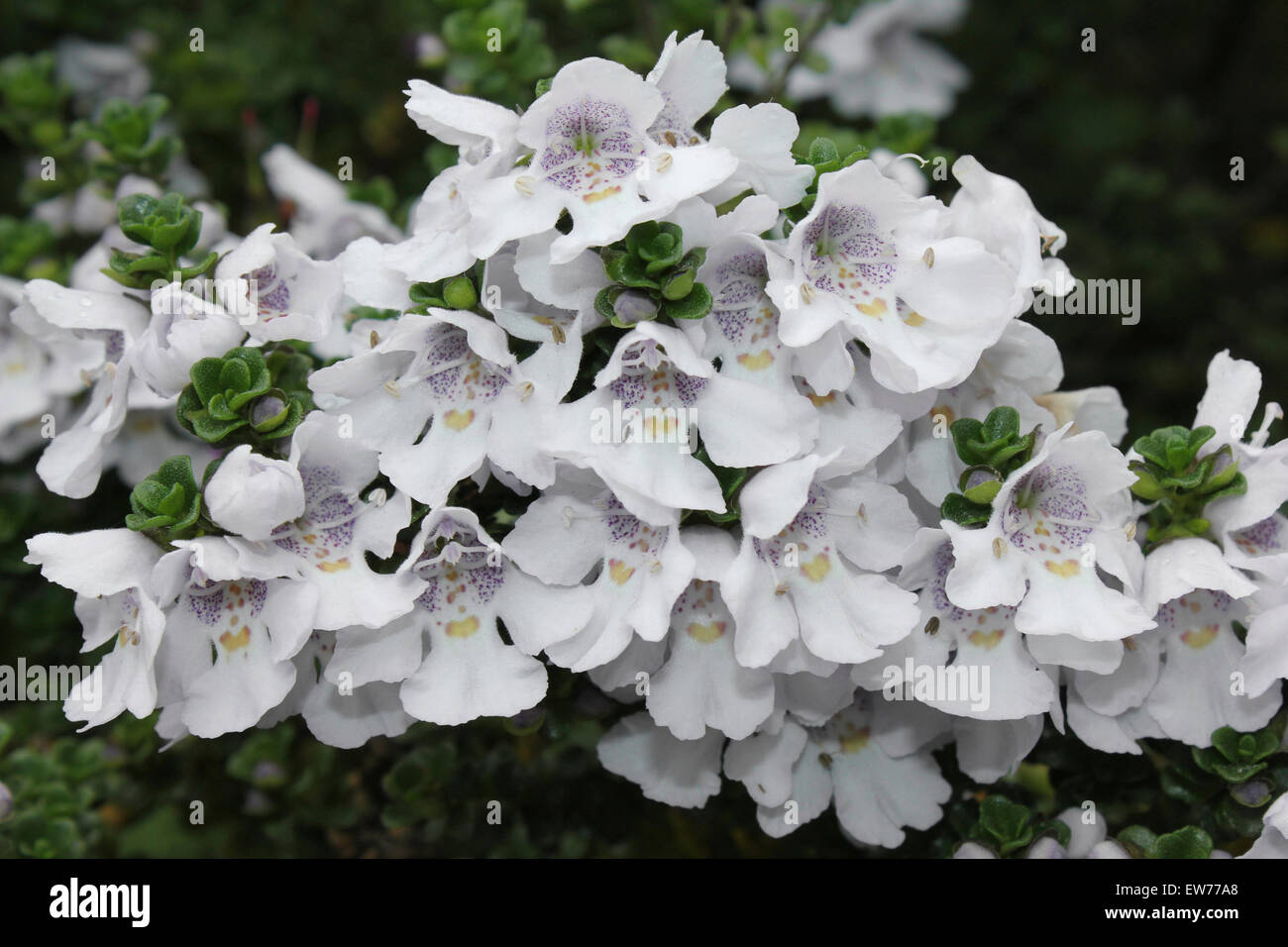 Alpine Mint Bush a.k.a. Peppermint Bush - Prostanthera cuneata Stock ...