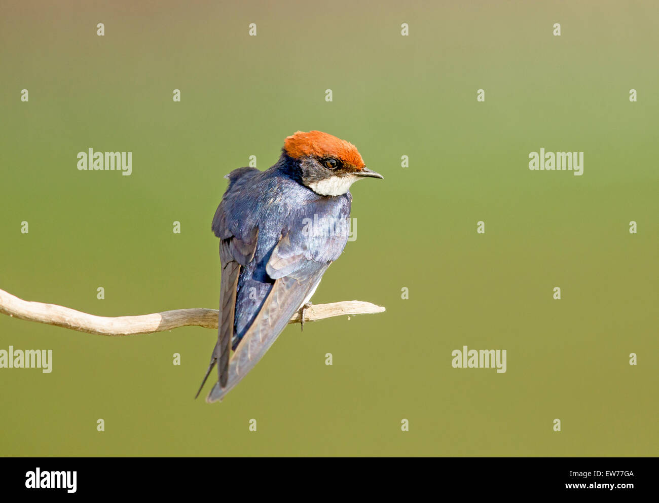Wire-tailed Swift Kruger National Park South Africa Stock Photo - Alamy