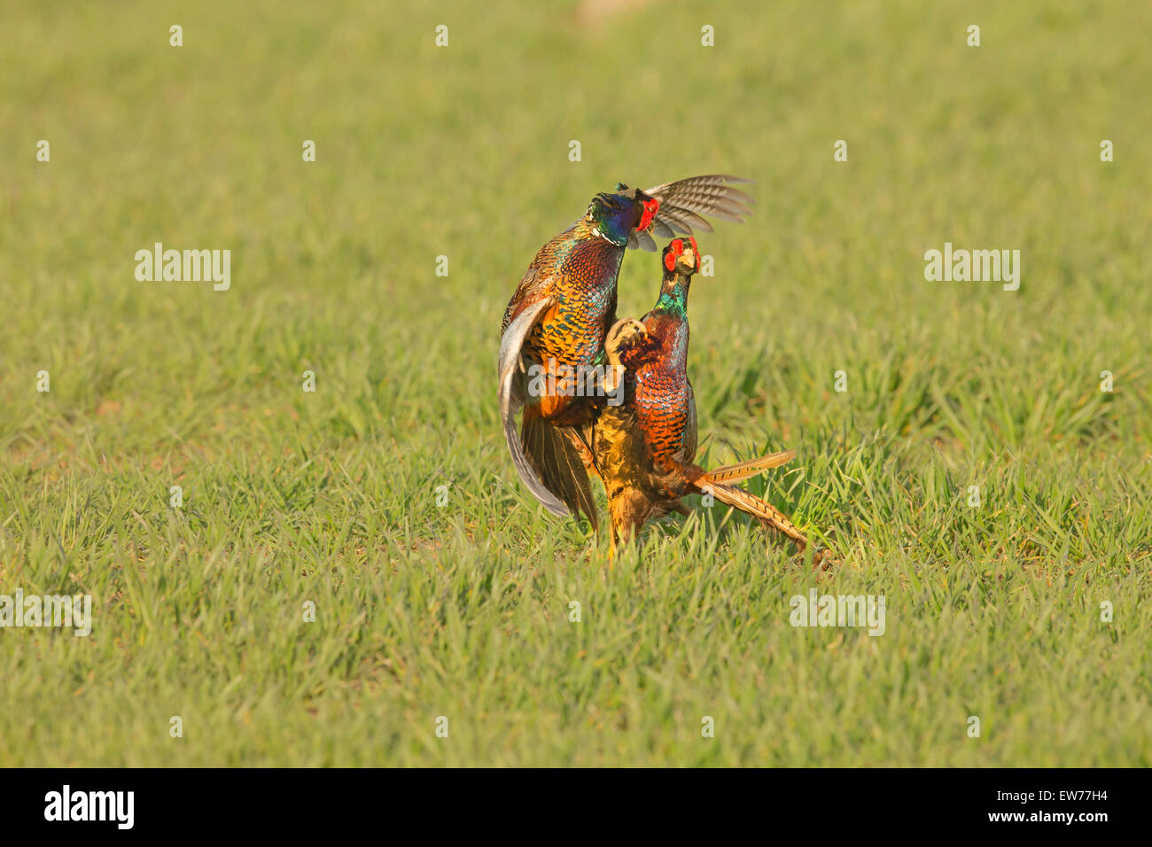 Pheasants fighting hi-res stock photography and images - Alamy
