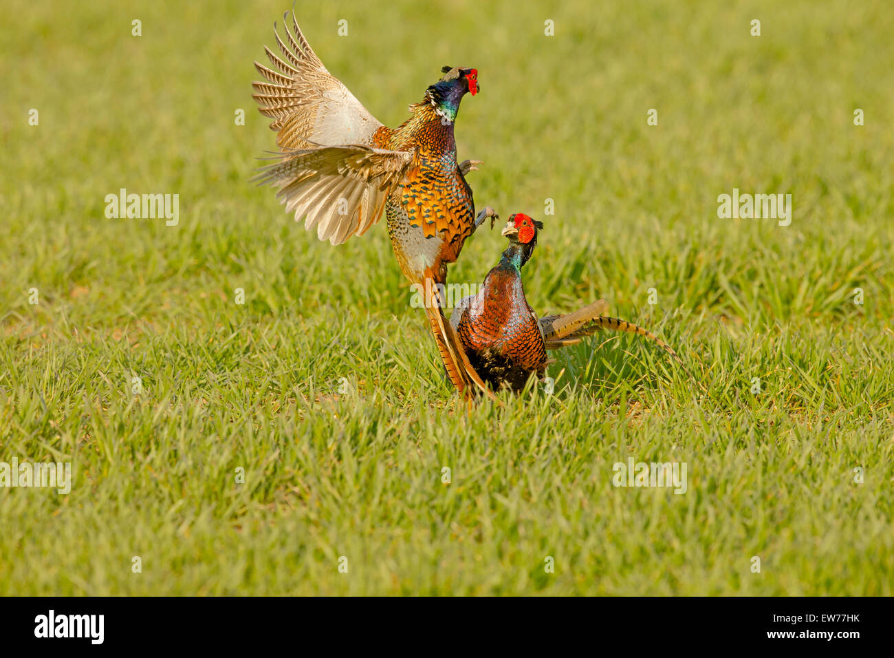 Male pheasant fighting hi-res stock photography and images - Alamy