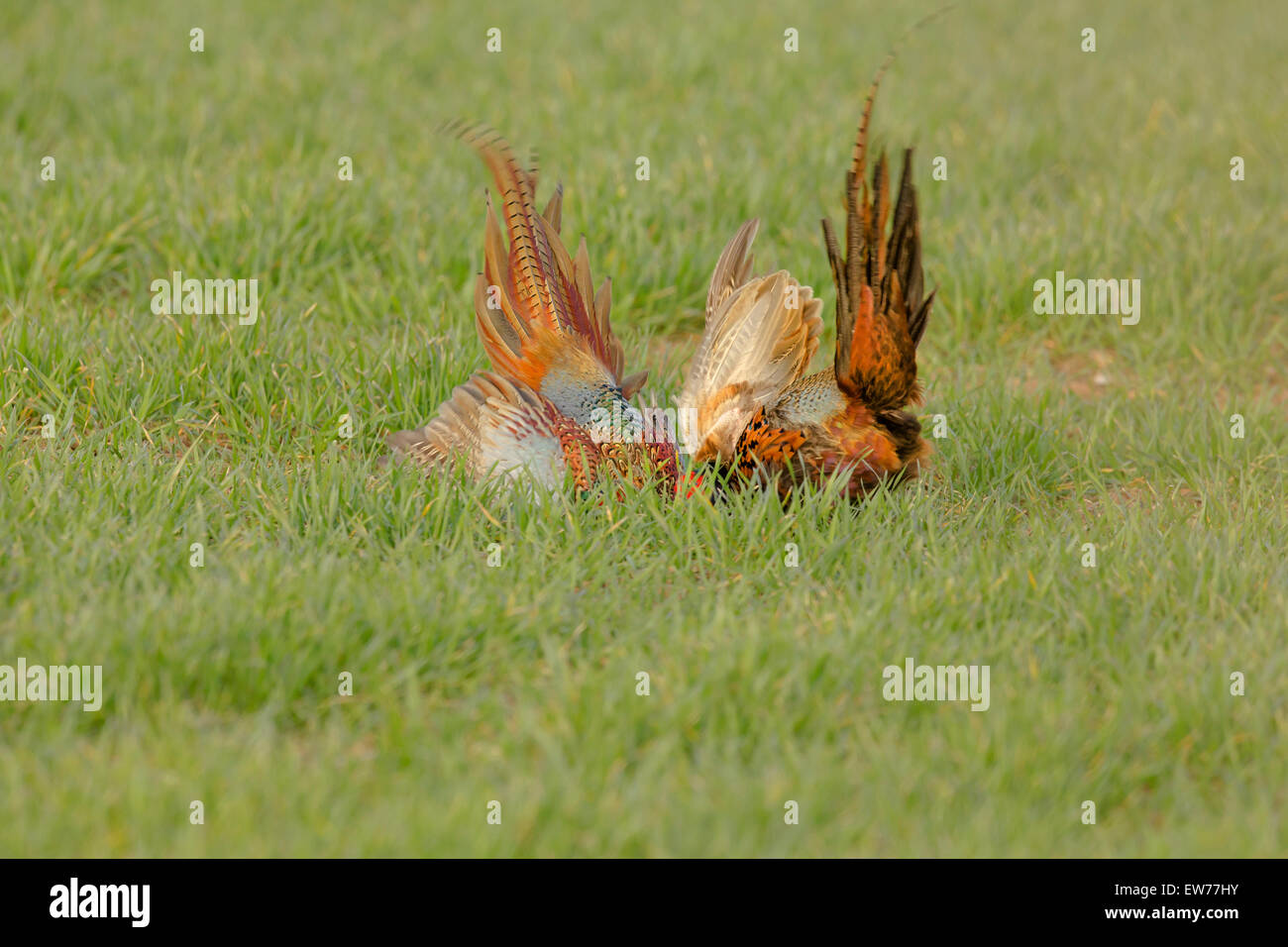 Mating Season Pheasant High Resolution Stock Photography and Images - Alamy