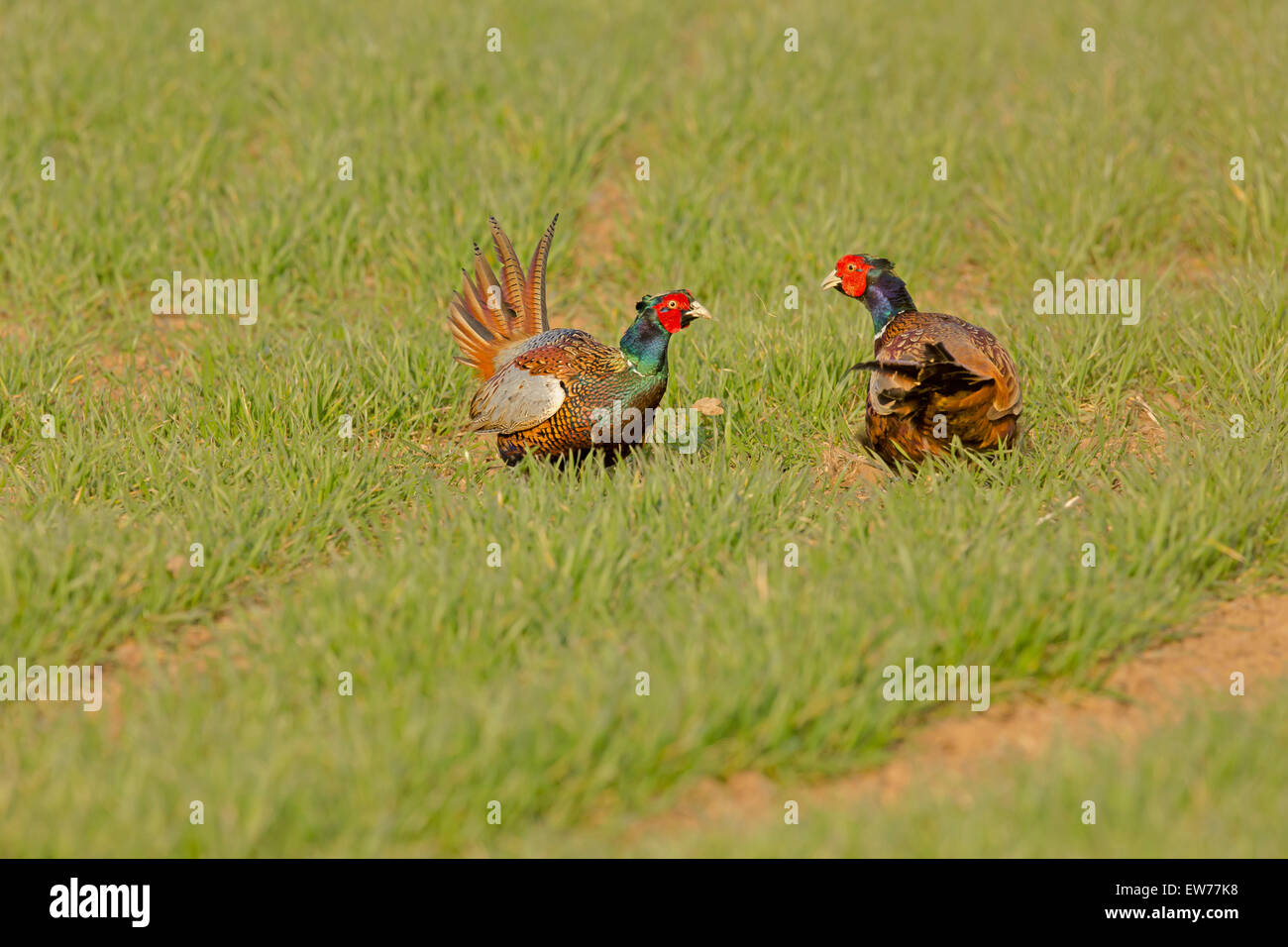 Pheasants fighting hi-res stock photography and images - Alamy