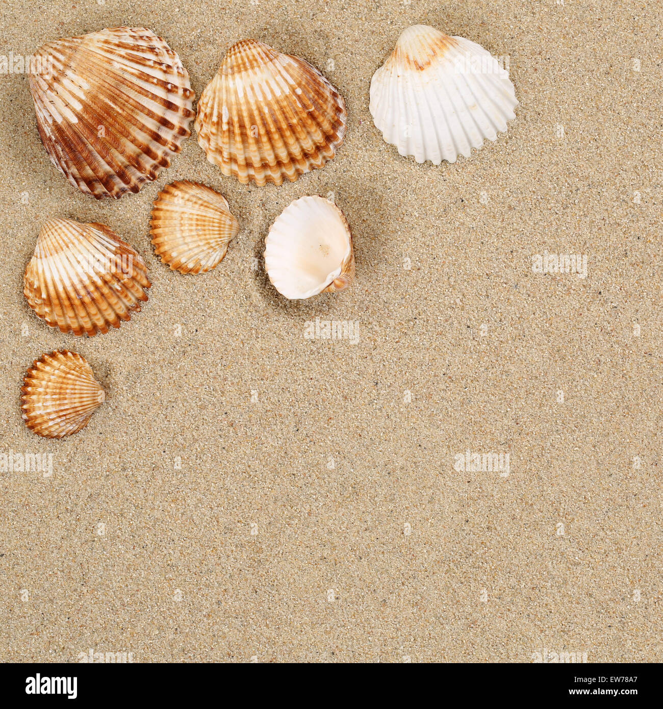 Sandy beach scene in summer vacation with sand, sea shells and ...