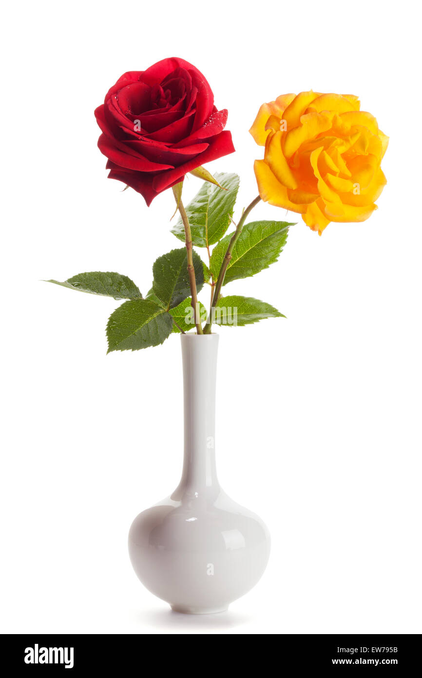 red and yellow roses in white vase isolated Stock Photo - Alamy