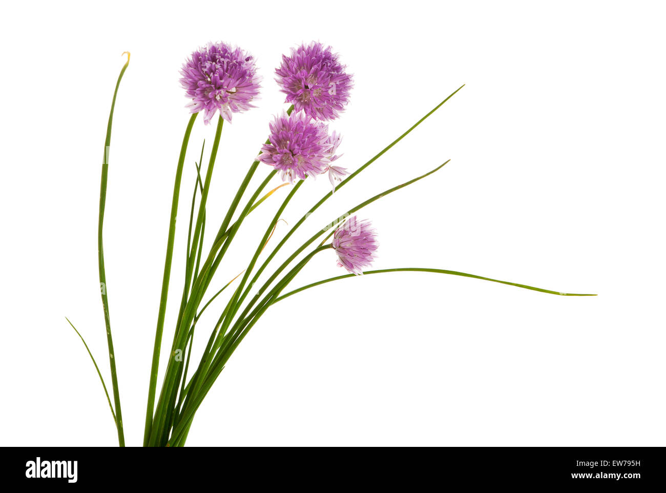 blooming chives isolated on white background Stock Photo - Alamy