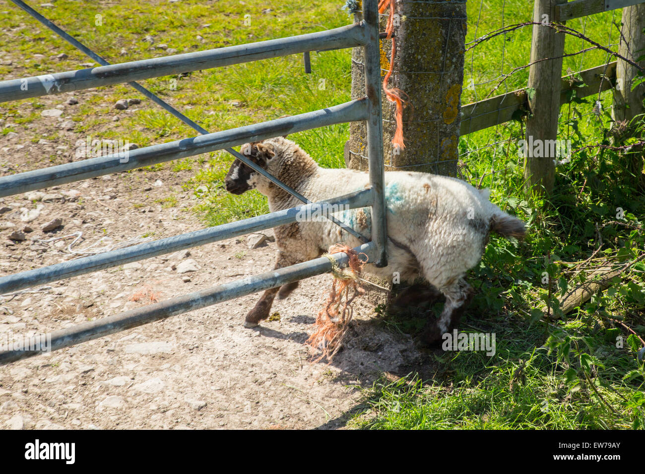 A sheep stuck in a gate Stock Photo - Alamy