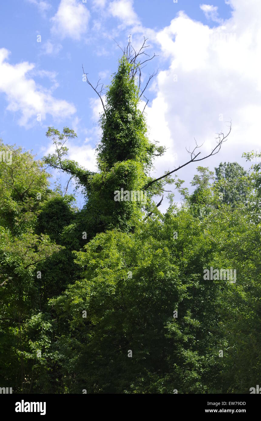 Ivy around a dead tree Stock Photo - Alamy