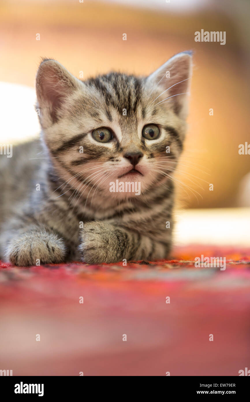 Little kitten hi-res stock photography and images - Alamy