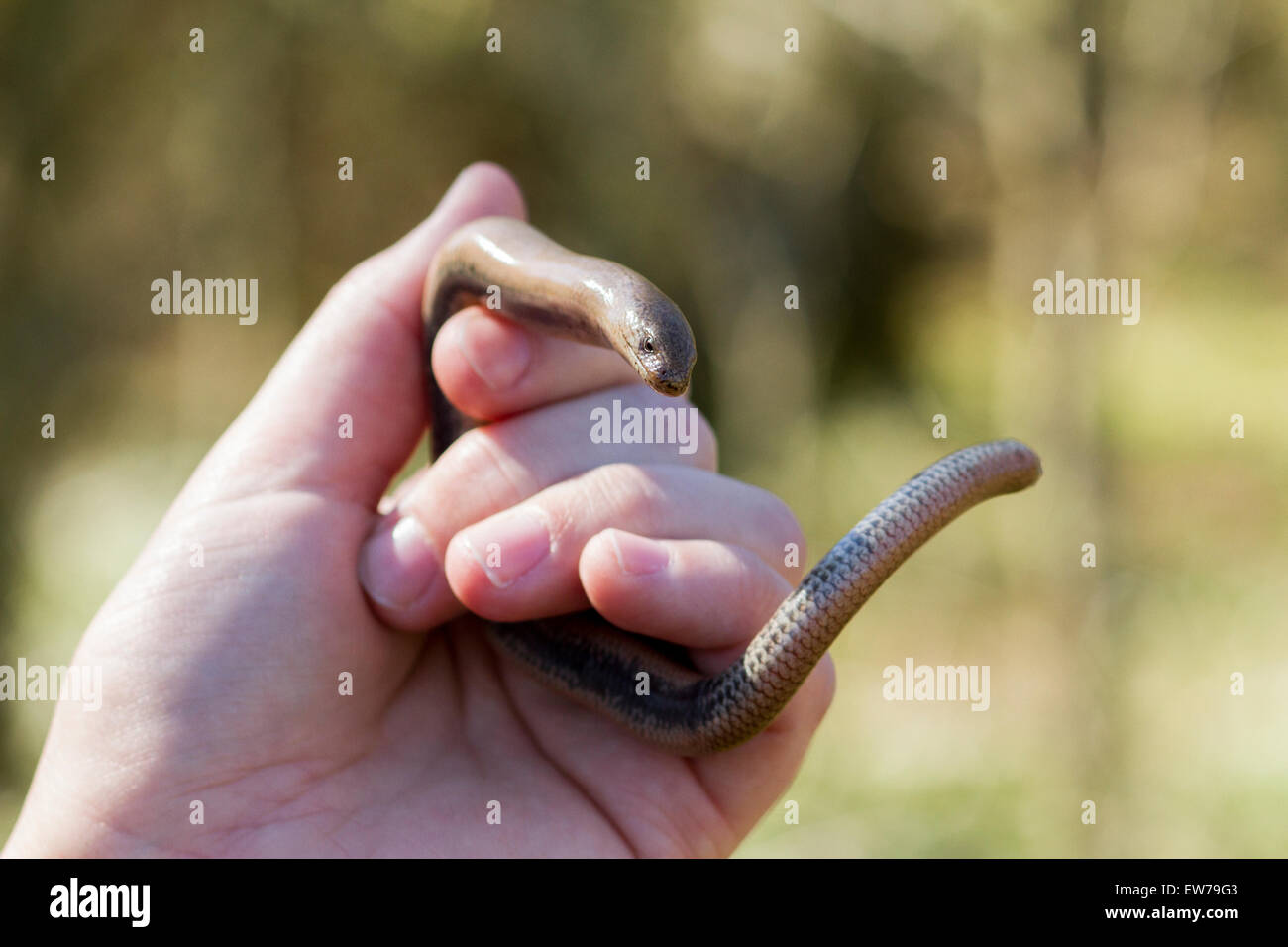 Slow worm at Hallands väderö, Scania, Sweden Stock Photo - Alamy