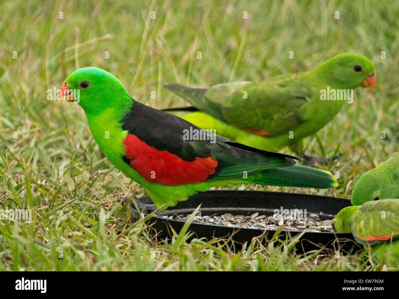 Australian native bird in gardens hi-res stock photography and images ...