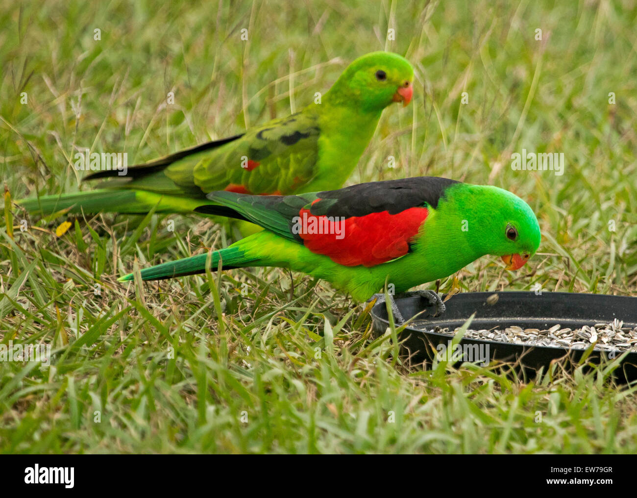 Spectacular male and female red-winged parrots Aprosmictus ...