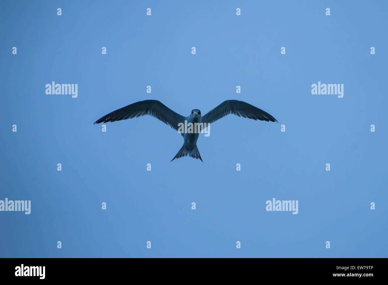 Pretel hi-res stock photography and images - Alamy