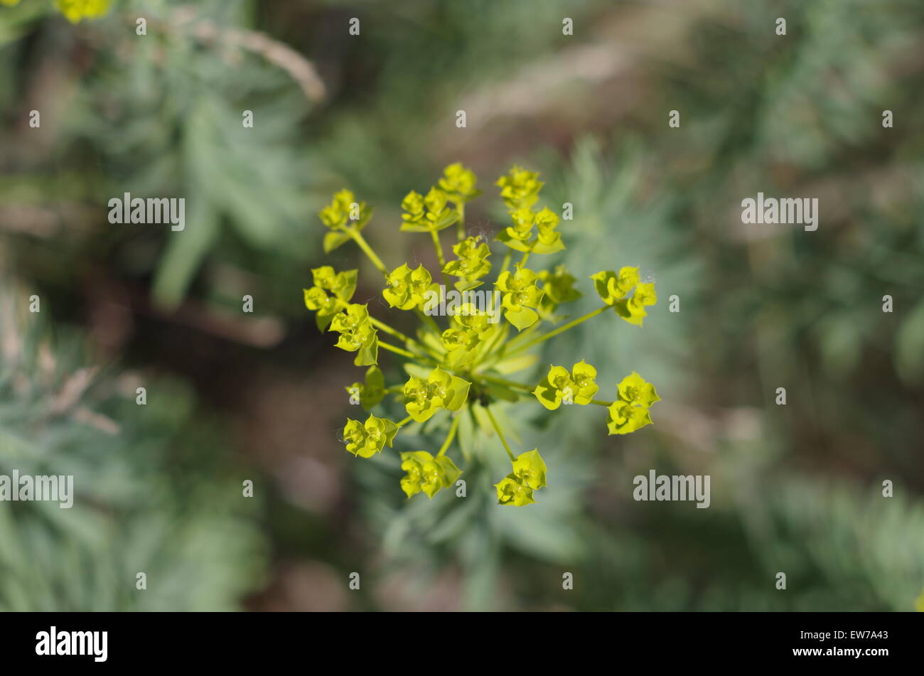 Spurge flower hi-res stock photography and images - Alamy