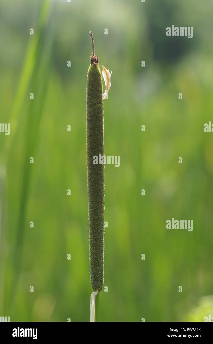 Bulrush Plant Stock Photos & Bulrush Plant Stock Images - Alamy