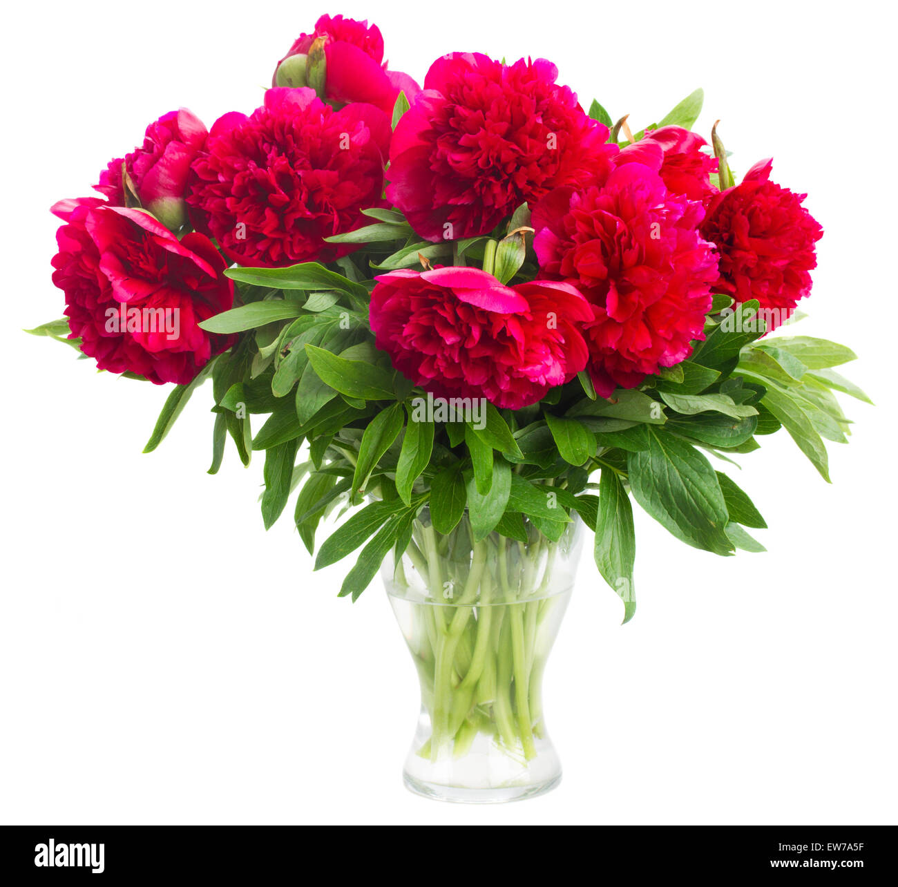 red peonies Stock Photo - Alamy
