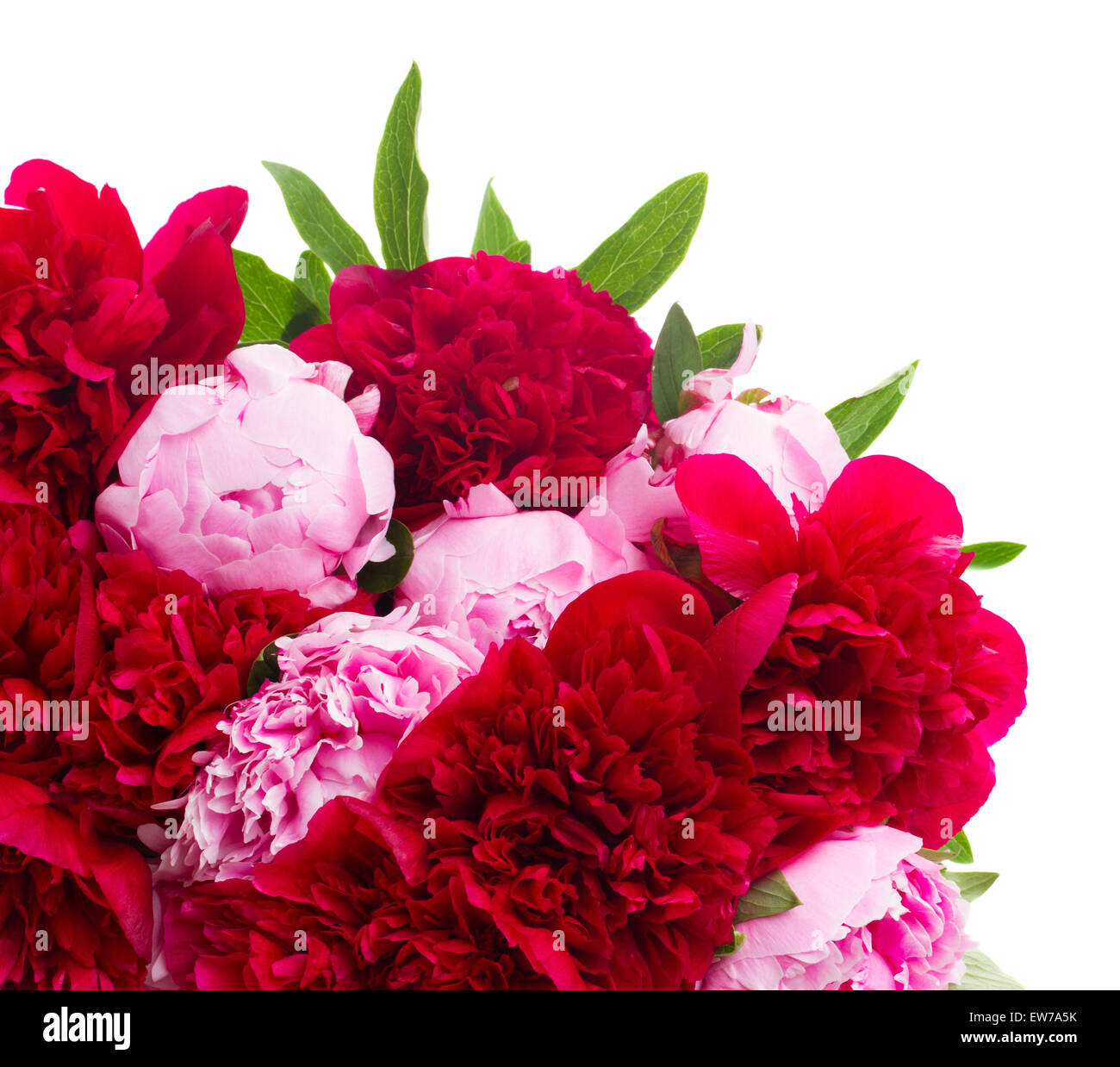 pink and red peonies Stock Photo - Alamy