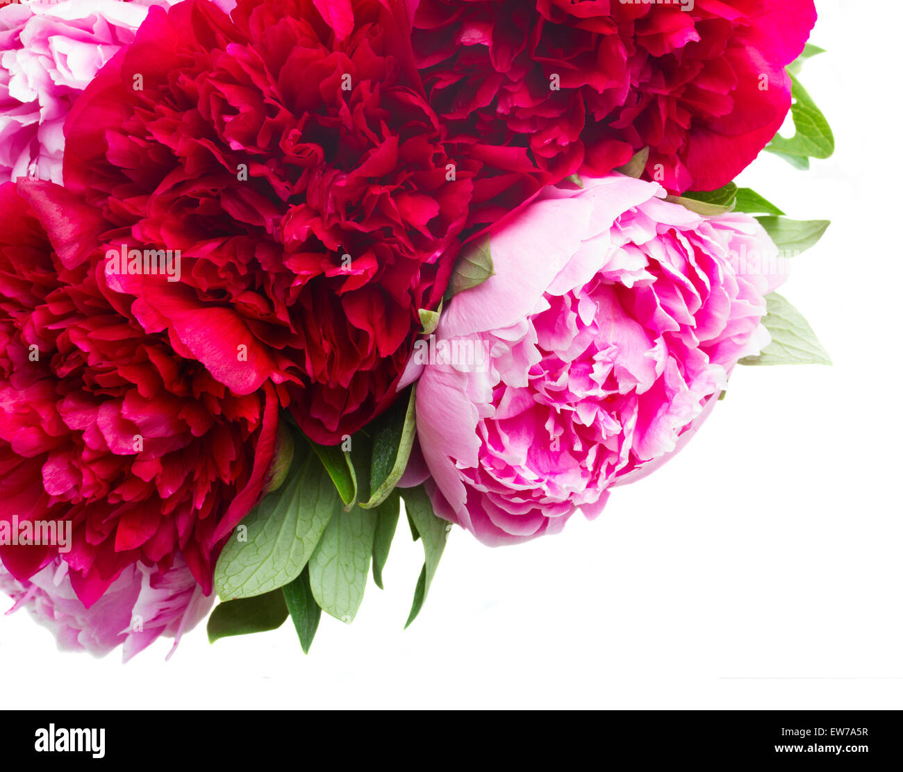 pink and red peonies Stock Photo - Alamy