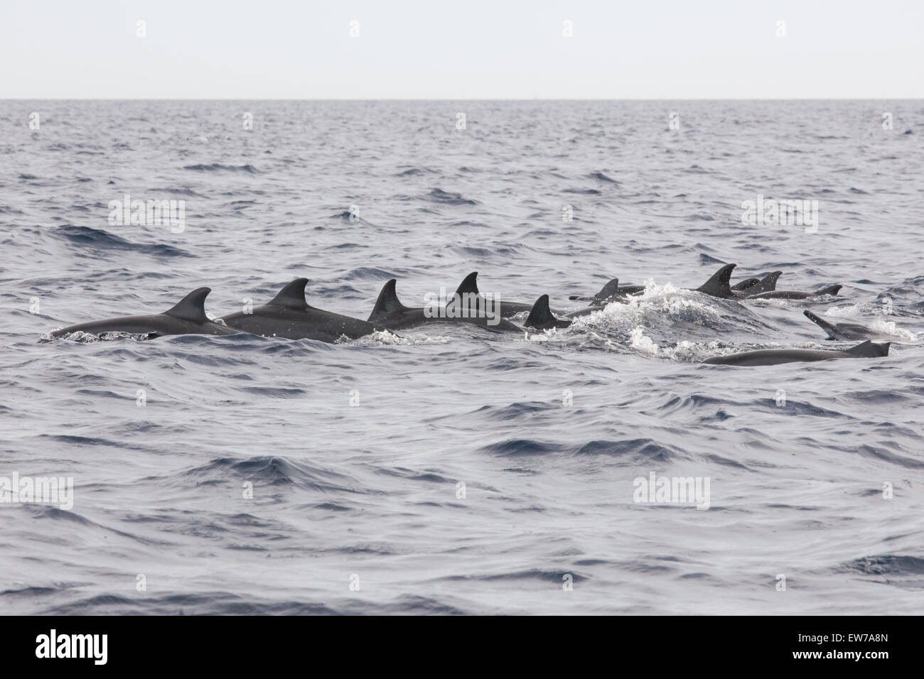 Wild dolphins indonesia Stock Photo - Alamy