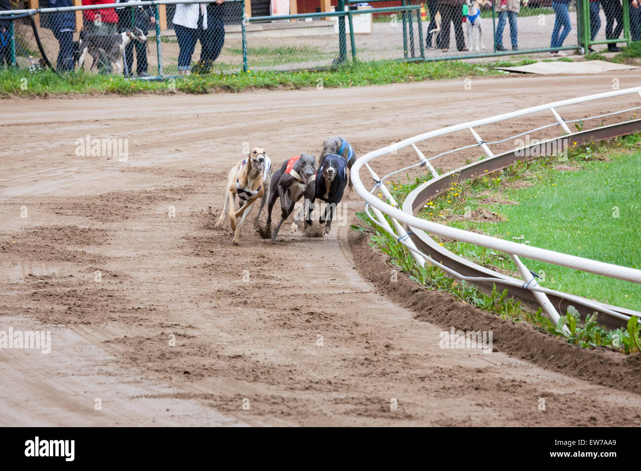 Greyhound dogs racing Stock Photo - Alamy