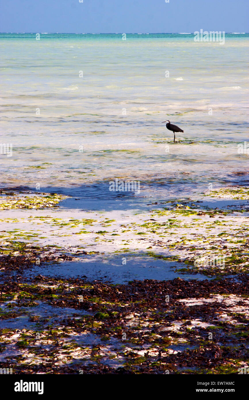 coastline bird in the blue lagoon relax of zanzibar africa Stock Photo ...