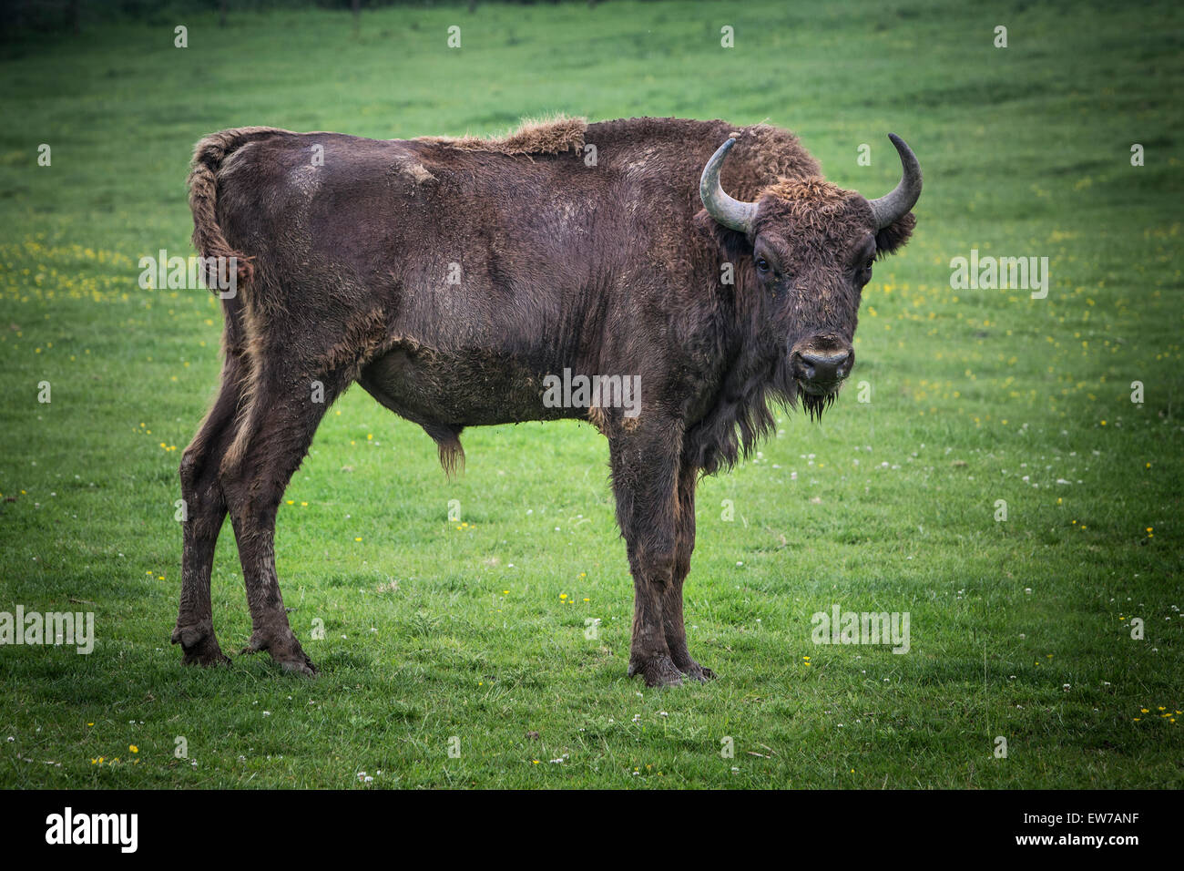 Buffalo tail hi-res stock photography and images - Alamy