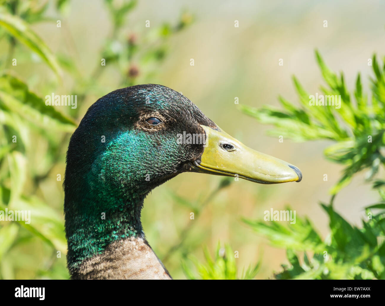 Mallard Duck Head Logo