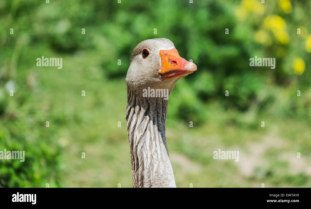 close up of a greylag goose head and neck Stock Photo - Alamy