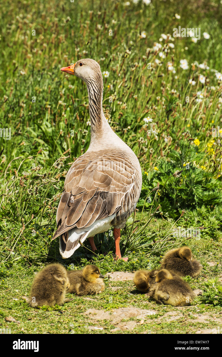 group of greylag goslings with adult goose Stock Photo - Alamy